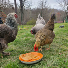 Kombucha for Chickens - Backyard Poultry